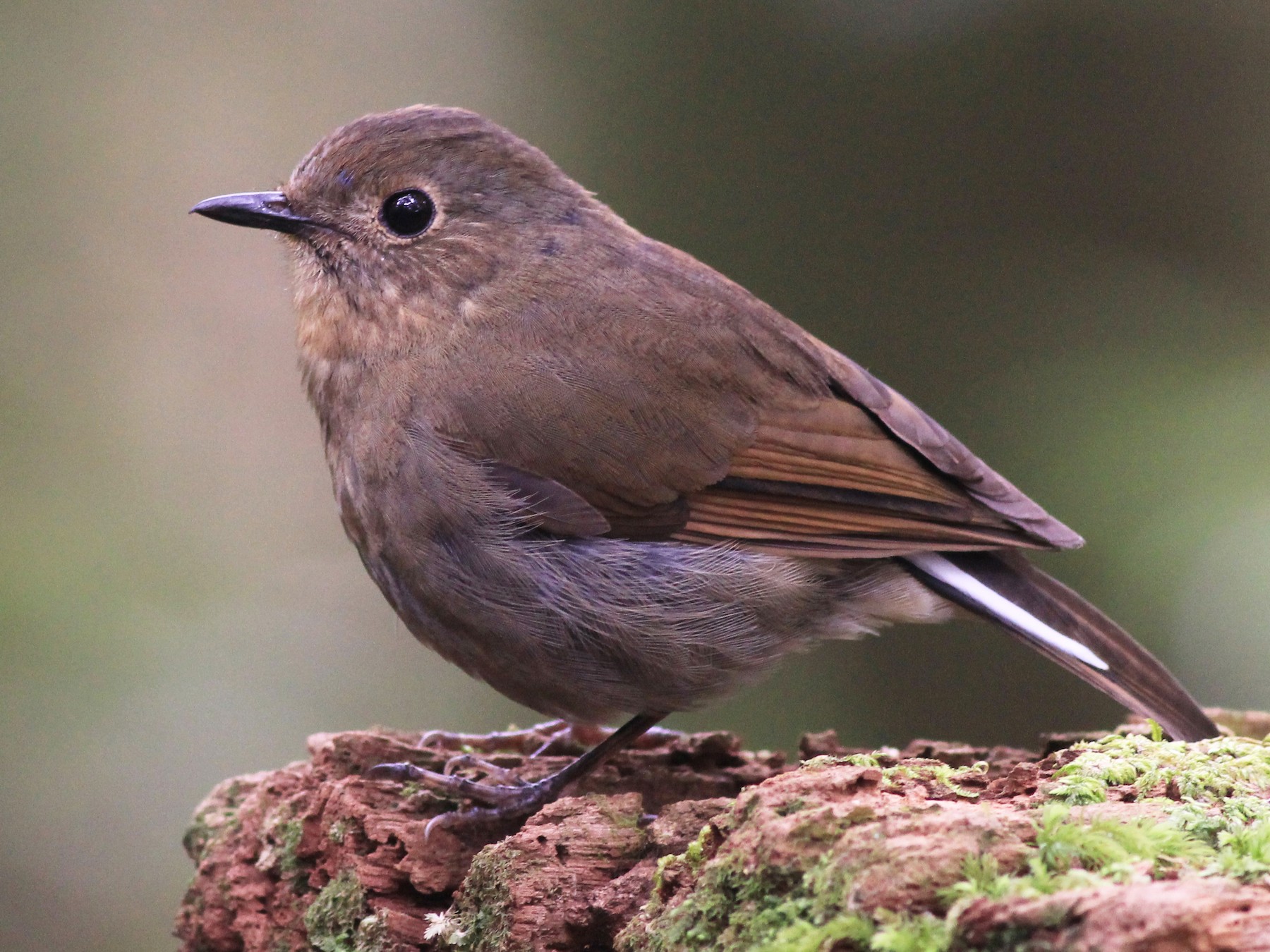 White-tailed Robin - eBird