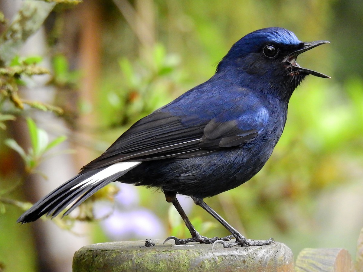 White-tailed Robin - Myiomela leucura - Birds of the World