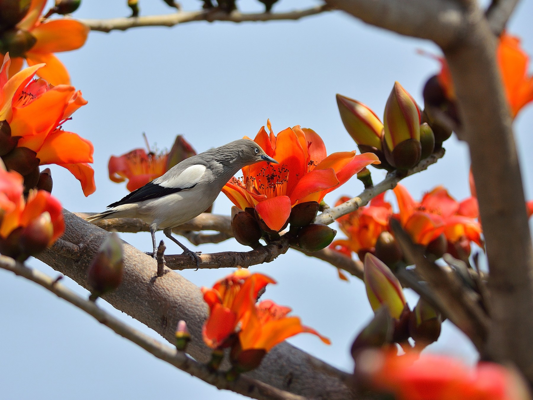 White-shouldered Starling - eBird