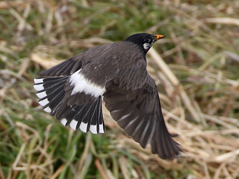 White-cheeked Starling - eBird