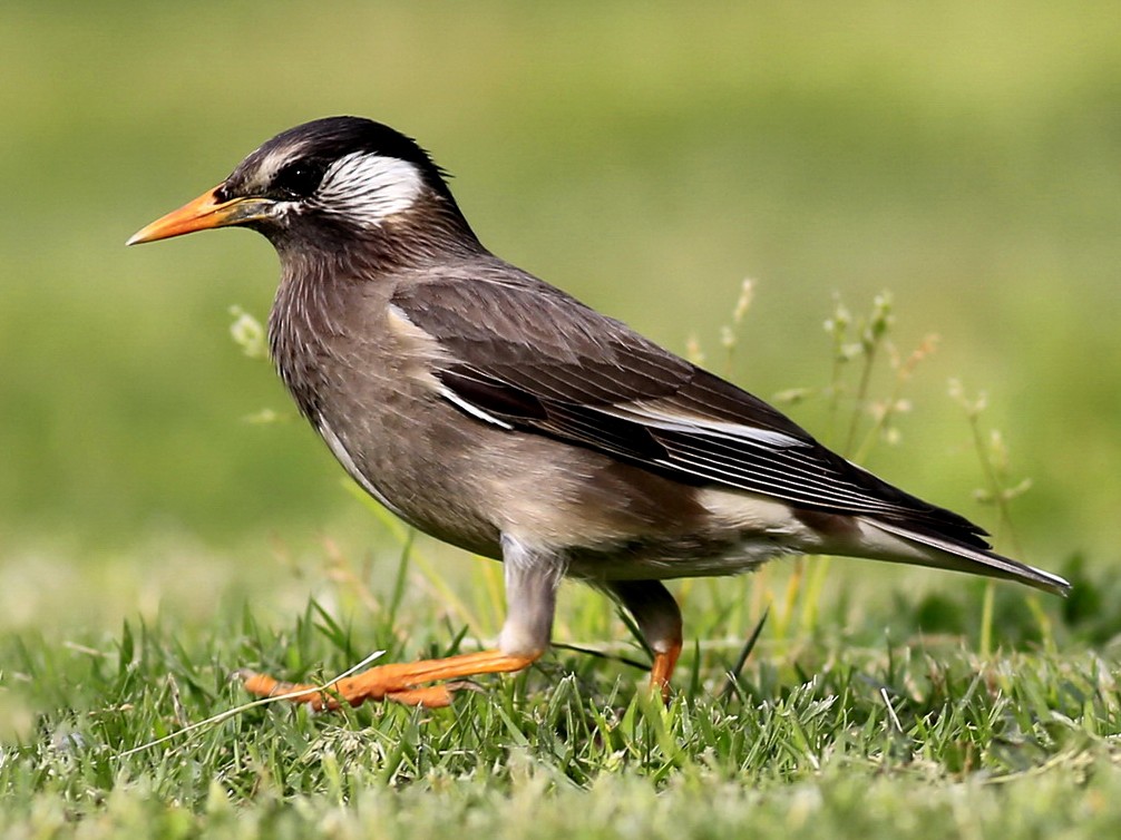 White-cheeked Starling - eBird