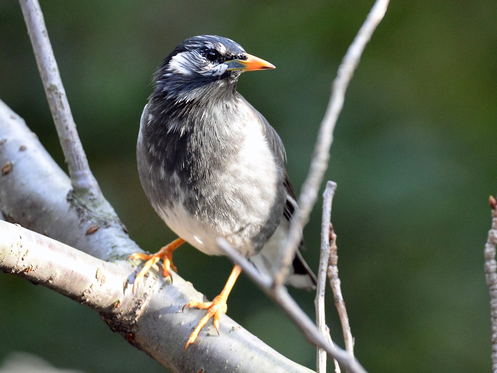 White-cheeked Starling - eBird