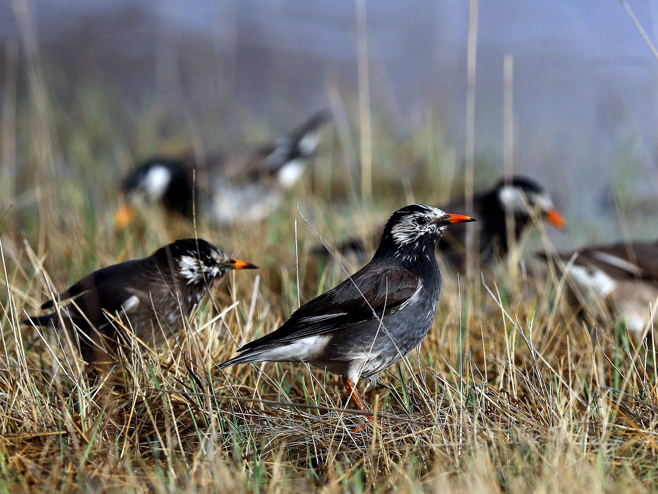 White-cheeked Starling - eBird