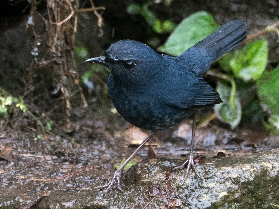 Himalayan Shortwing (White-browed Shortwing) - eBird