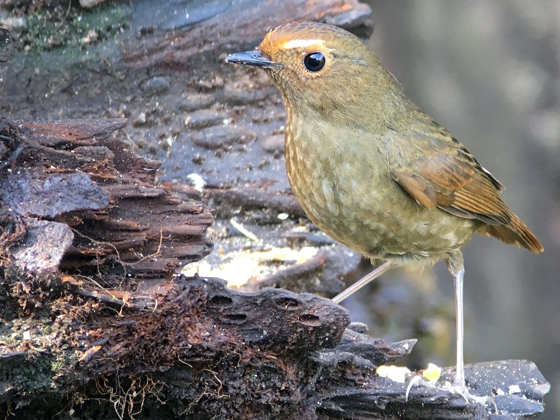 Himalayan Shortwing - eBird