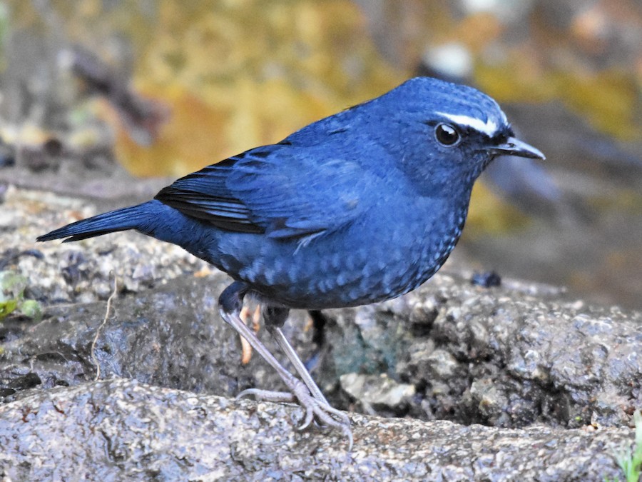 Himalayan Shortwing - eBird
