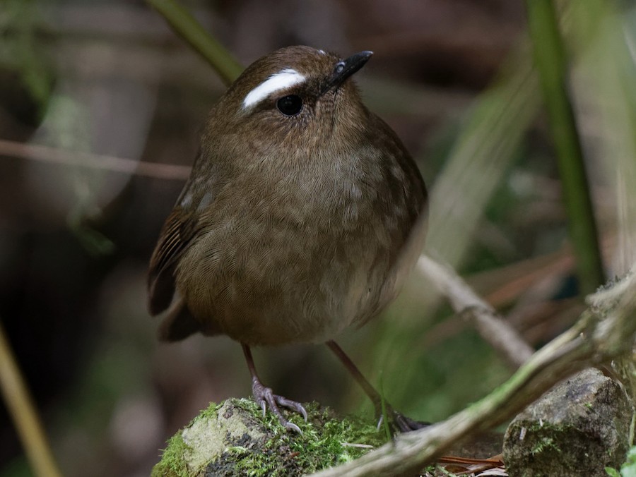 Alicorto Azul - eBird