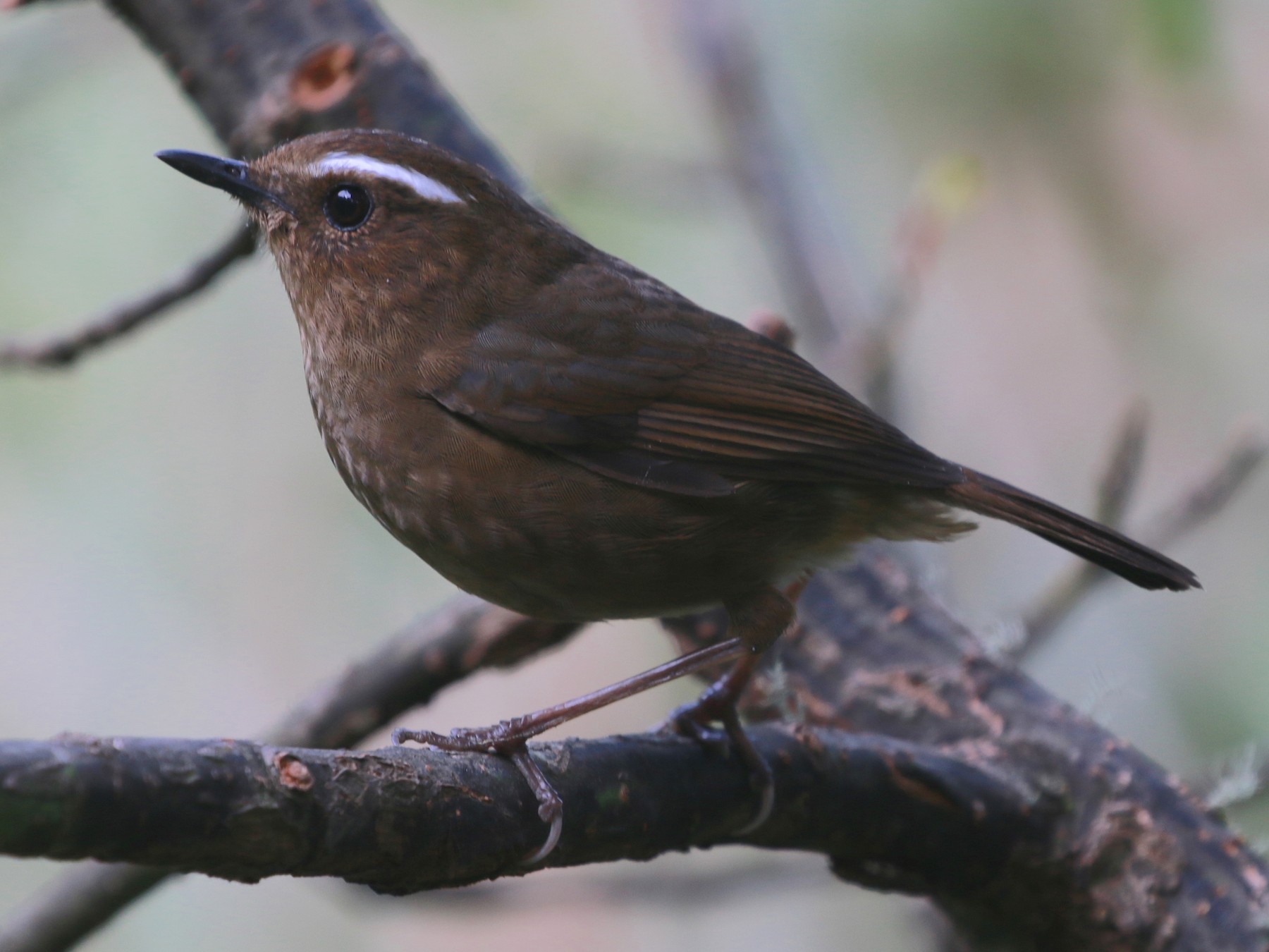 Taiwan Shortwing - eBird
