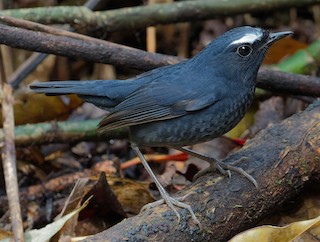 Himalayan Shortwing - eBird