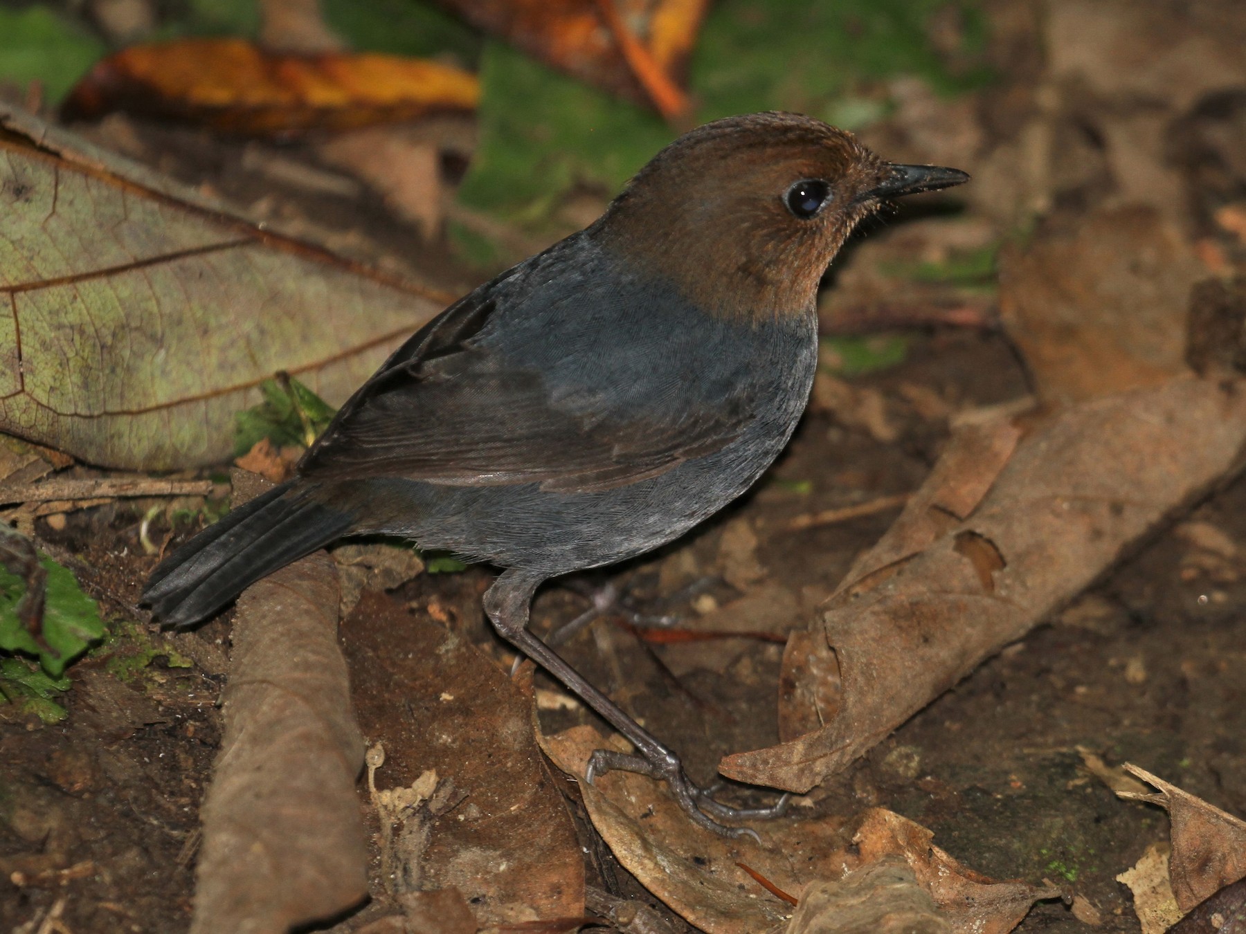 Philippine Shortwing - eBird