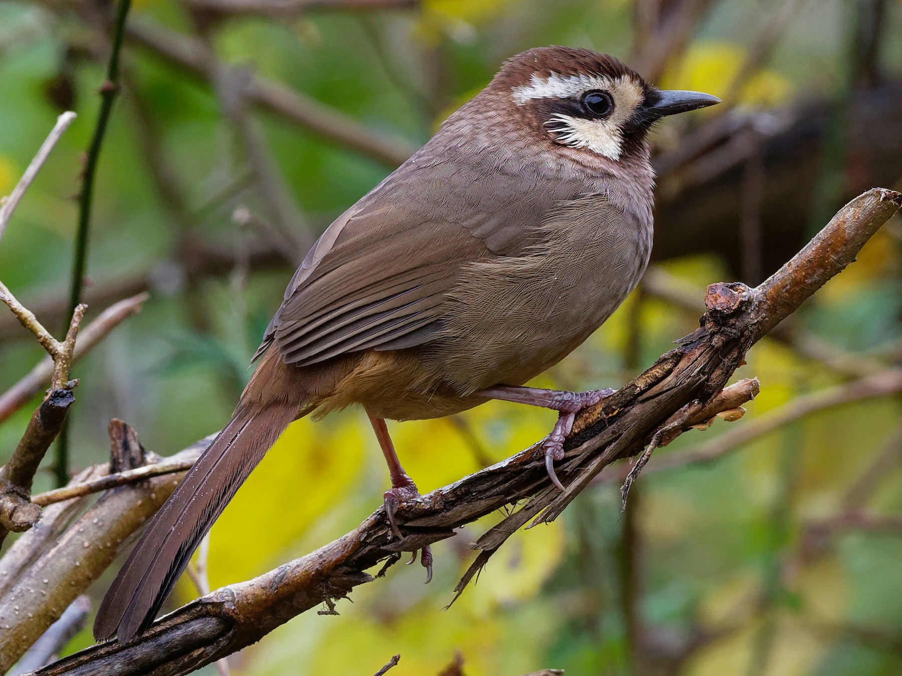 White-browed Laughingthrush - eBird