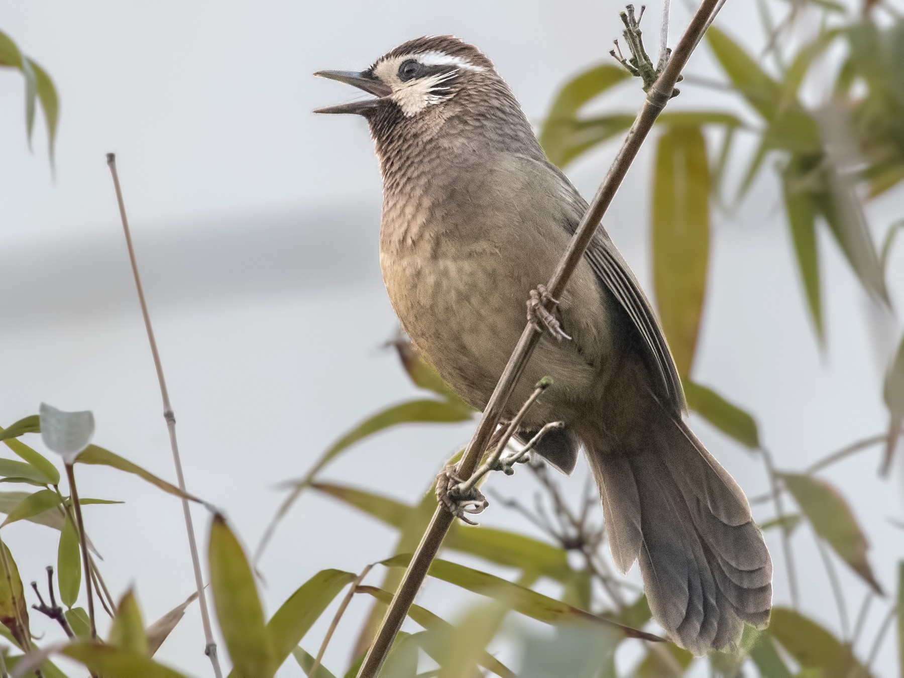 White-browed Laughingthrush - eBird
