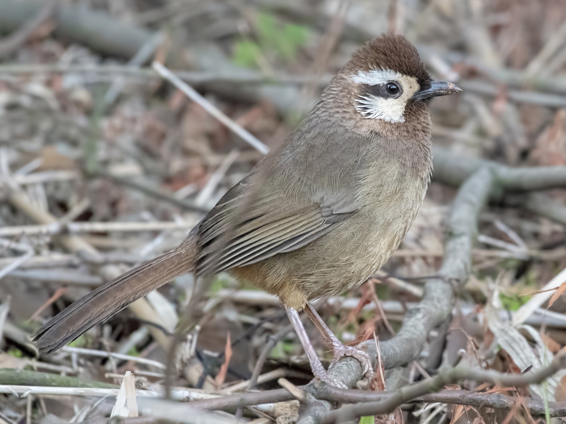 White-browed Laughingthrush - eBird