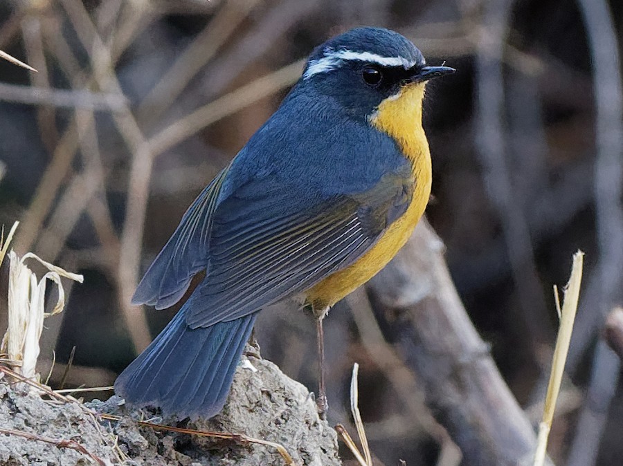 White-browed Bush-Robin - eBird
