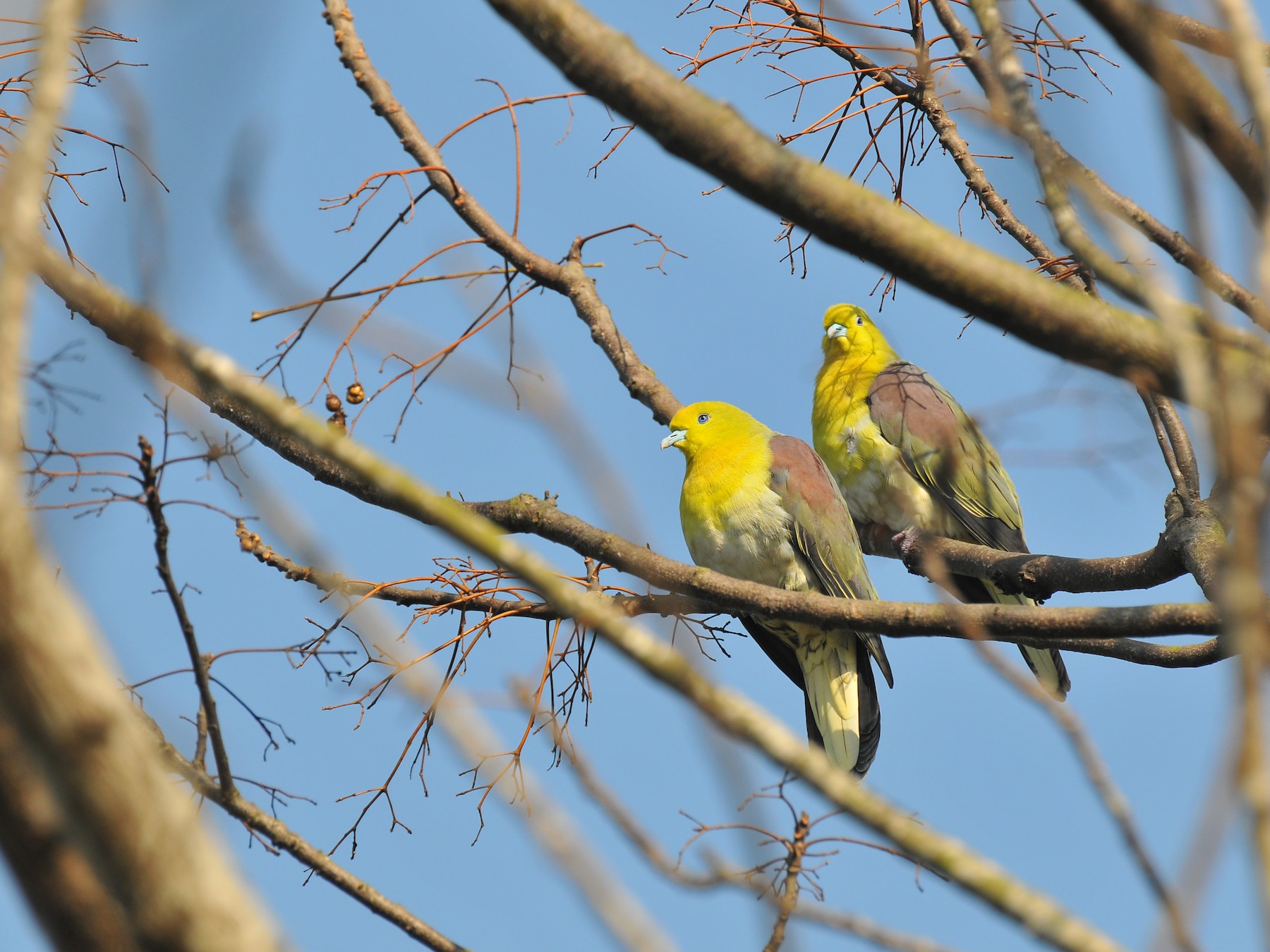 Colombar de Siebold - eBird