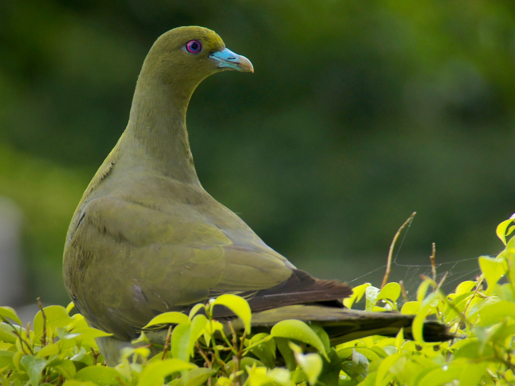 Whistling Green-Pigeon - eBird