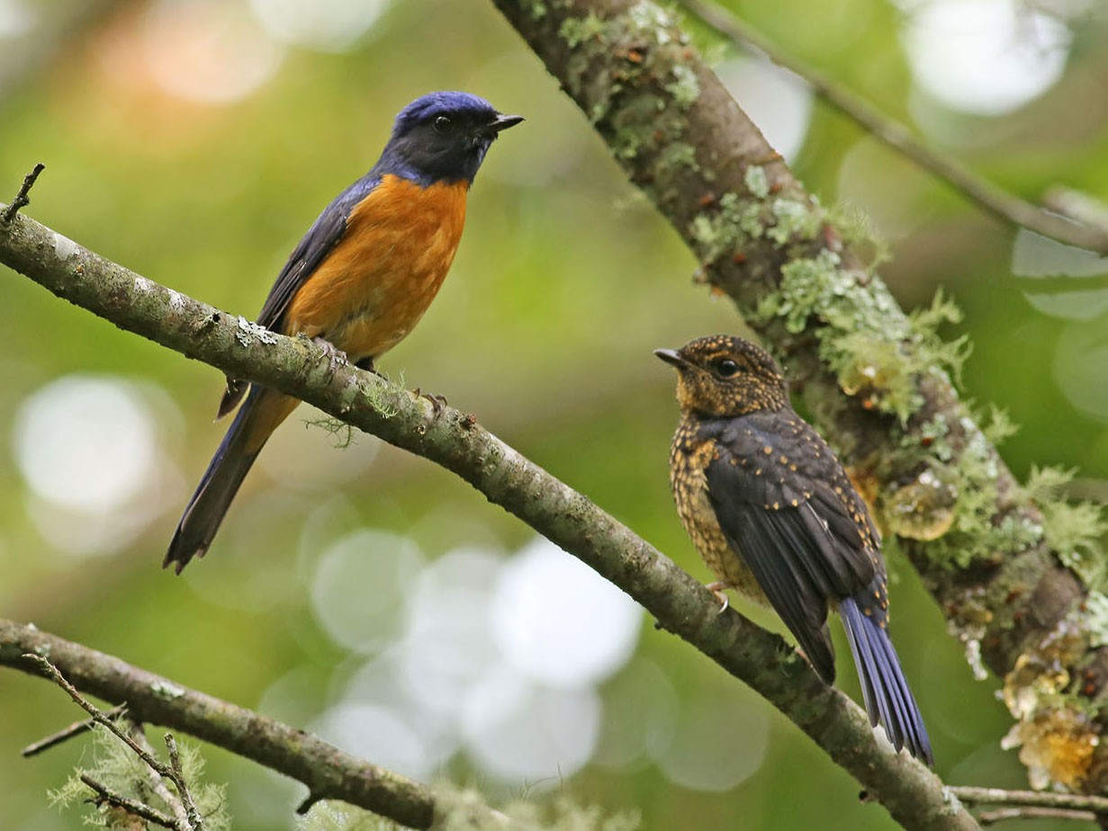 Taiwan Vivid Niltava - eBird