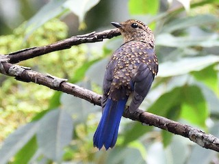 Taiwan Vivid Niltava - eBird