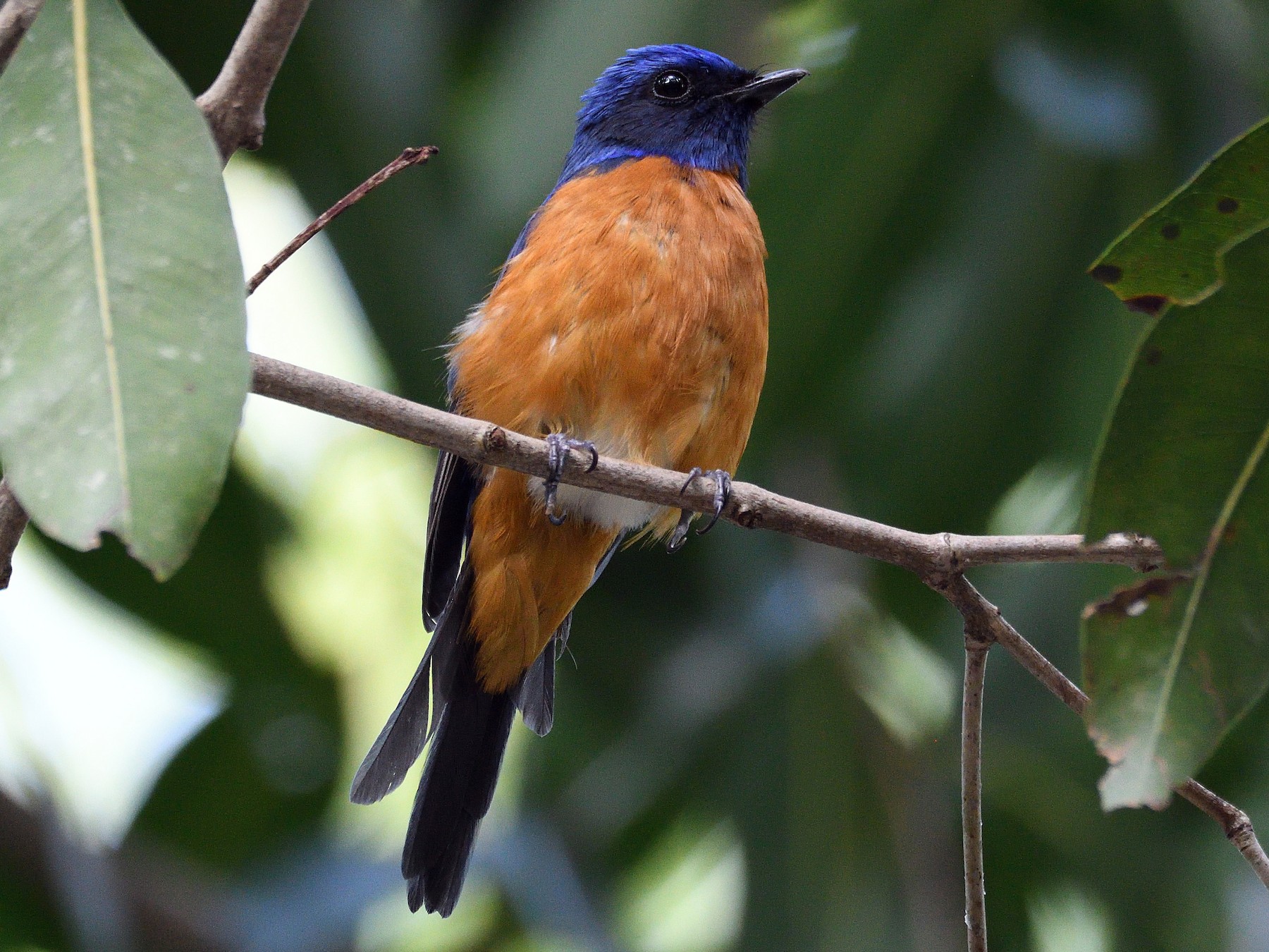 Taiwan Vivid Niltava - eBird