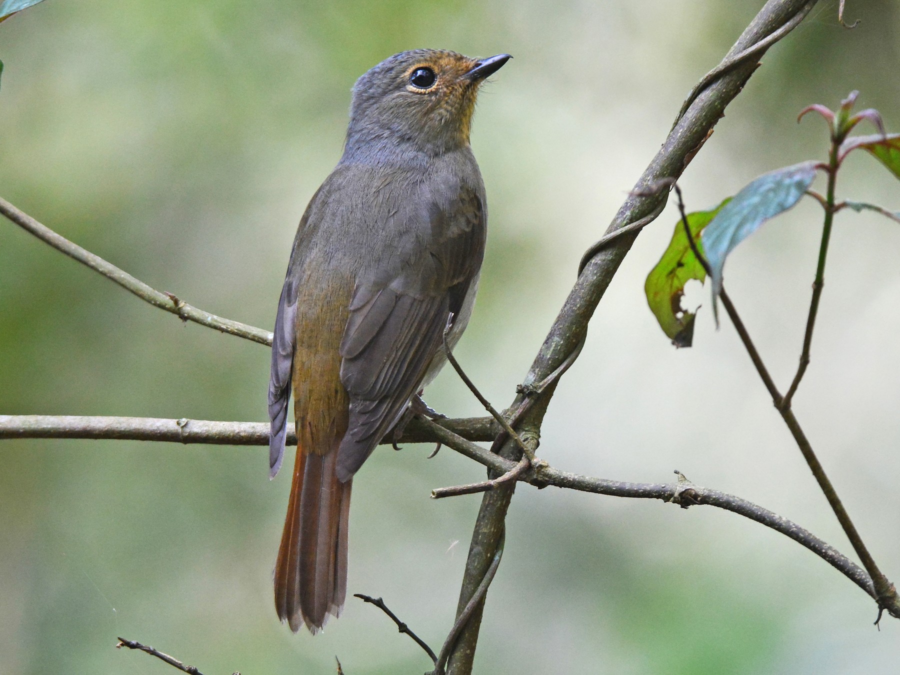 Taiwan Vivid Niltava - eBird