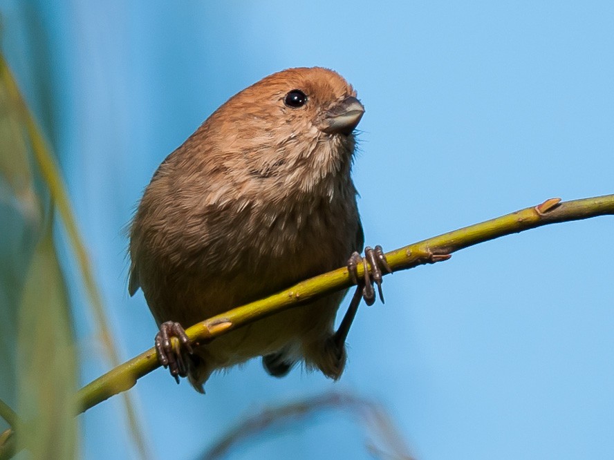 Vinous-throated Parrotbill - eBird
