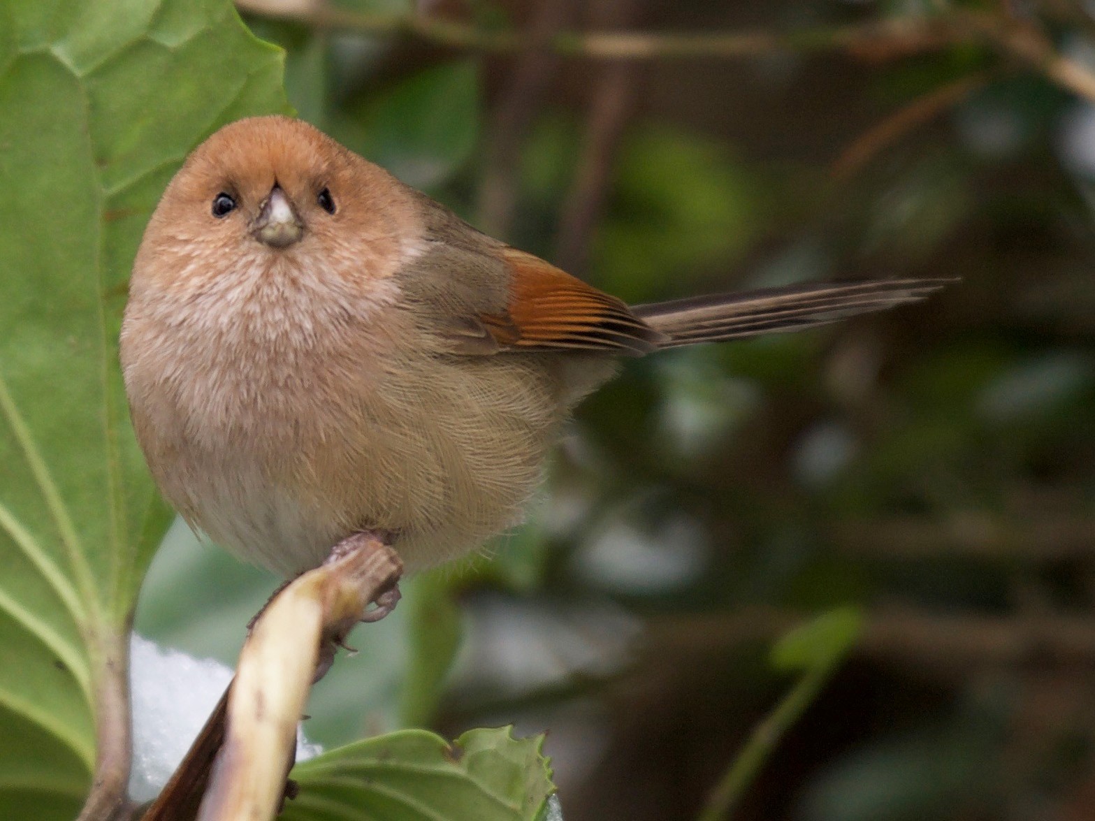 Vinous-throated Parrotbill - eBird