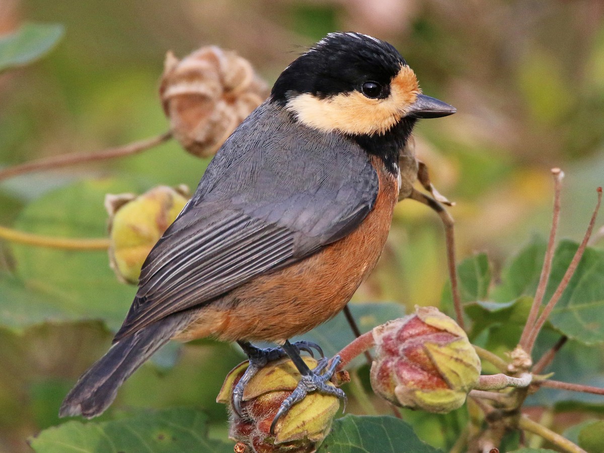 Varied Tit - Sittiparus varius - Birds of the World