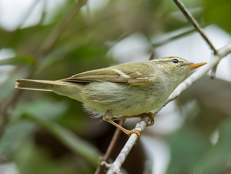 Two-barred Warbler - eBird