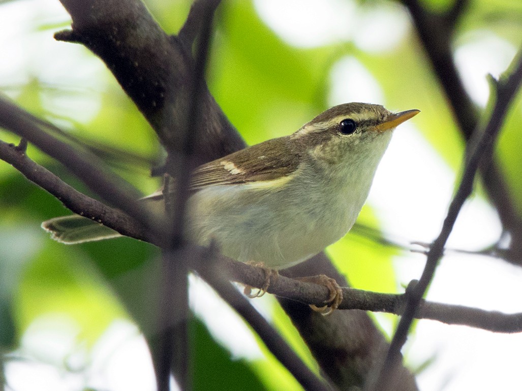 Two-barred Warbler - eBird