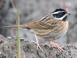 Tristram's Bunting - Emberiza tristrami - Birds of the World