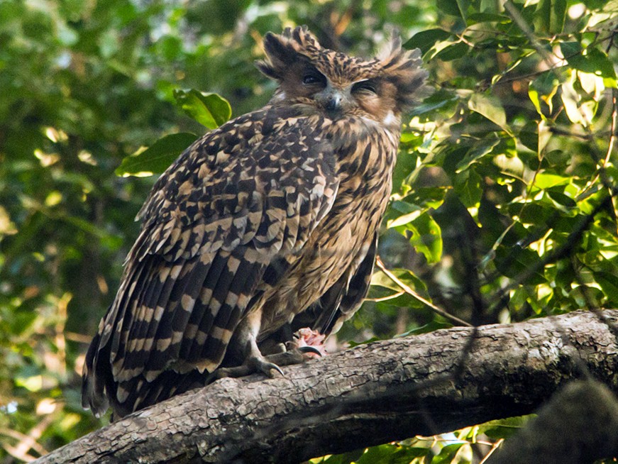 Kineska sova ribar - eBird