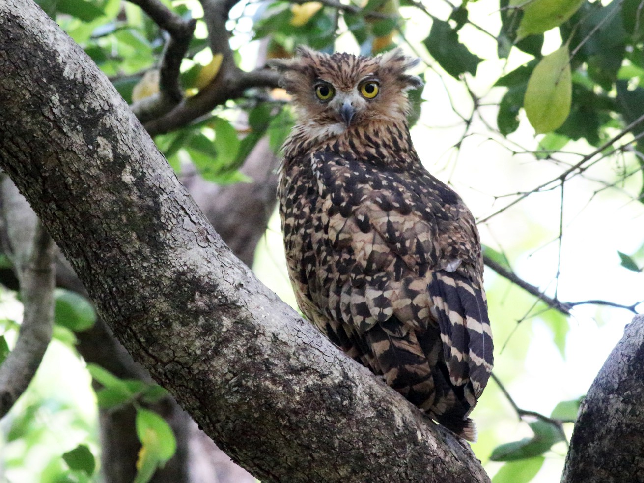 Tawny Fish-Owl - eBird