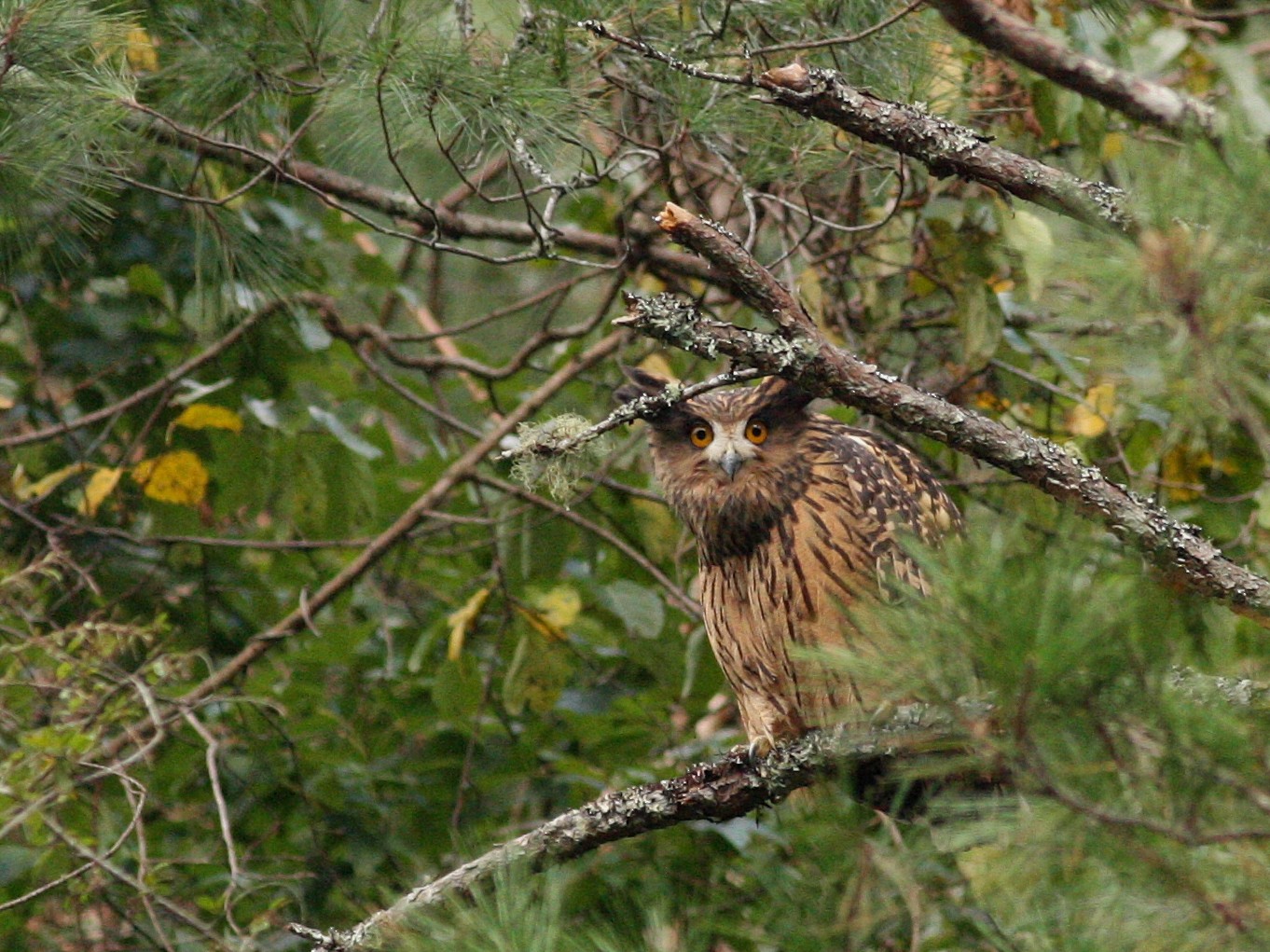 Tawny Fish-Owl - eBird