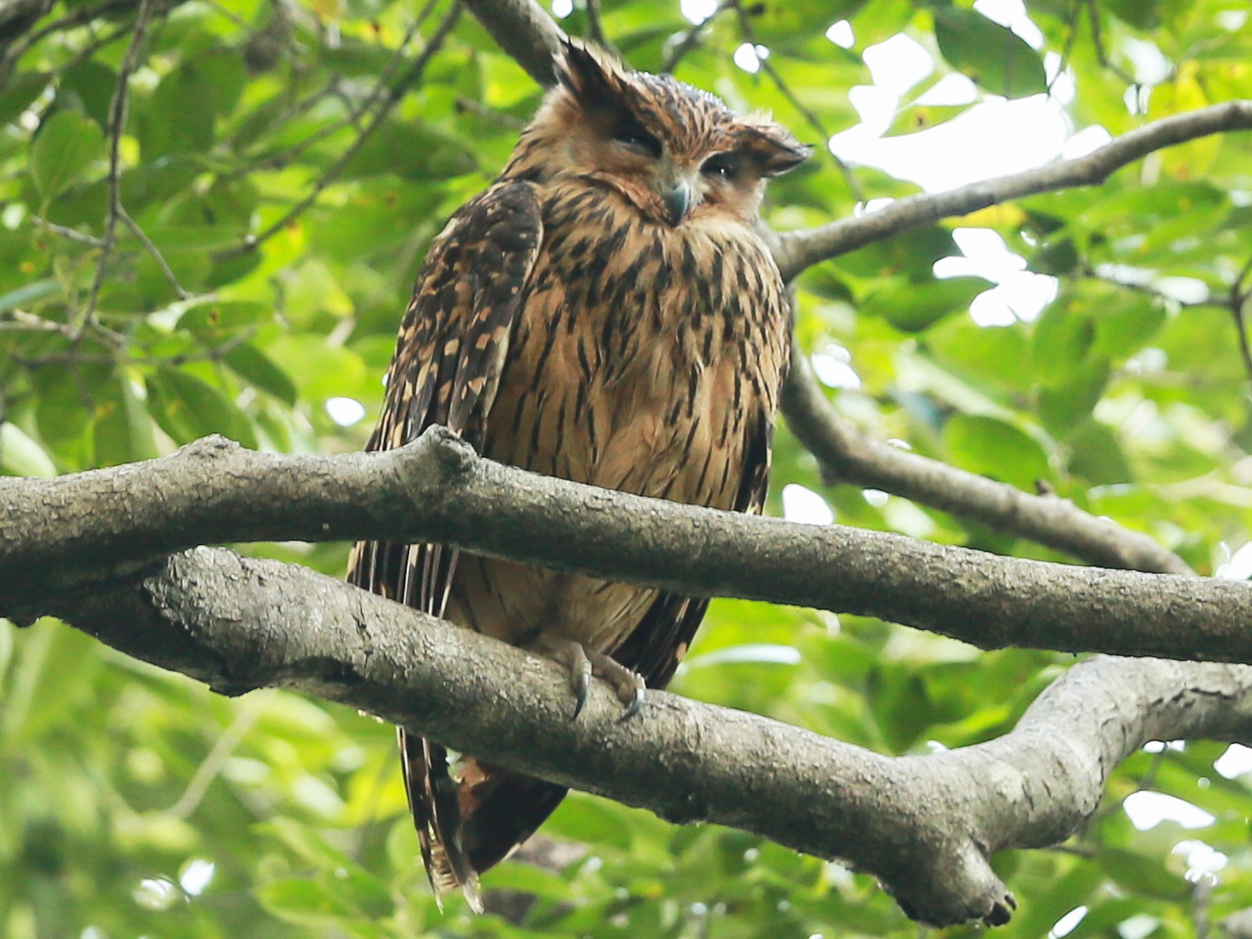 Tawny Fish-Owl - eBird