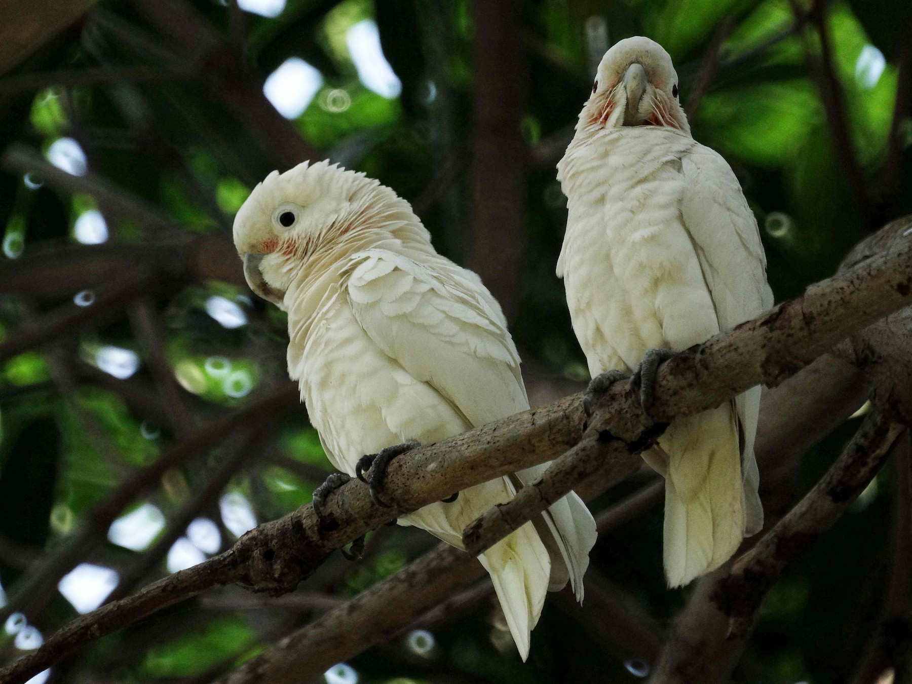 Tanimbar Corella - eBird
