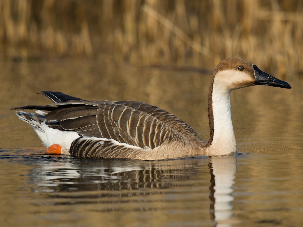 Swan Goose - Anser cygnoides - Birds of the World