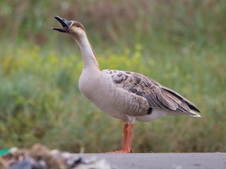 Swan Goose - eBird