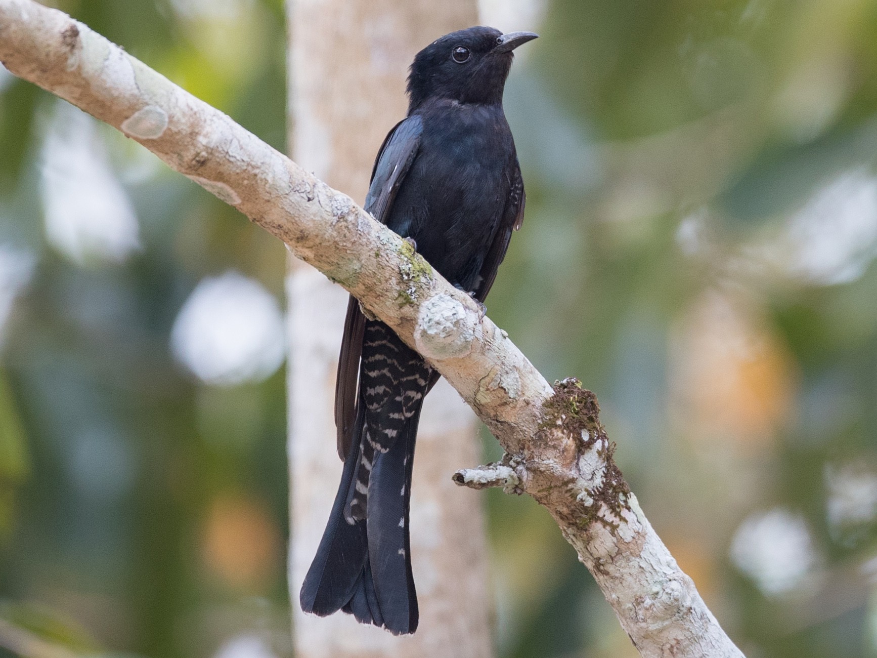 Square-tailed Drongo-Cuckoo - eBird