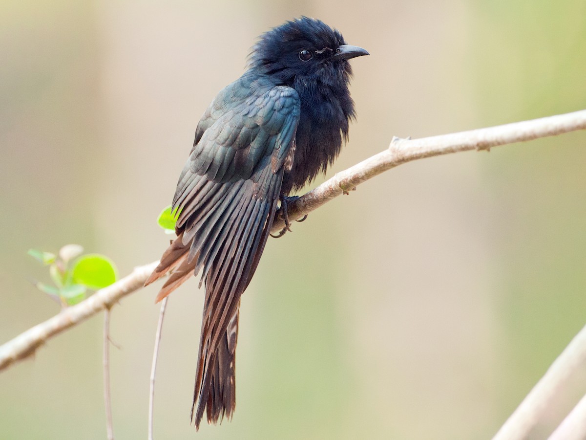 Square-tailed Drongo-Cuckoo - Surniculus lugubris - Birds of the World