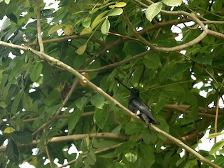 Square-tailed Drongo-Cuckoo - eBird