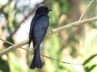 Square-tailed Drongo-Cuckoo - eBird