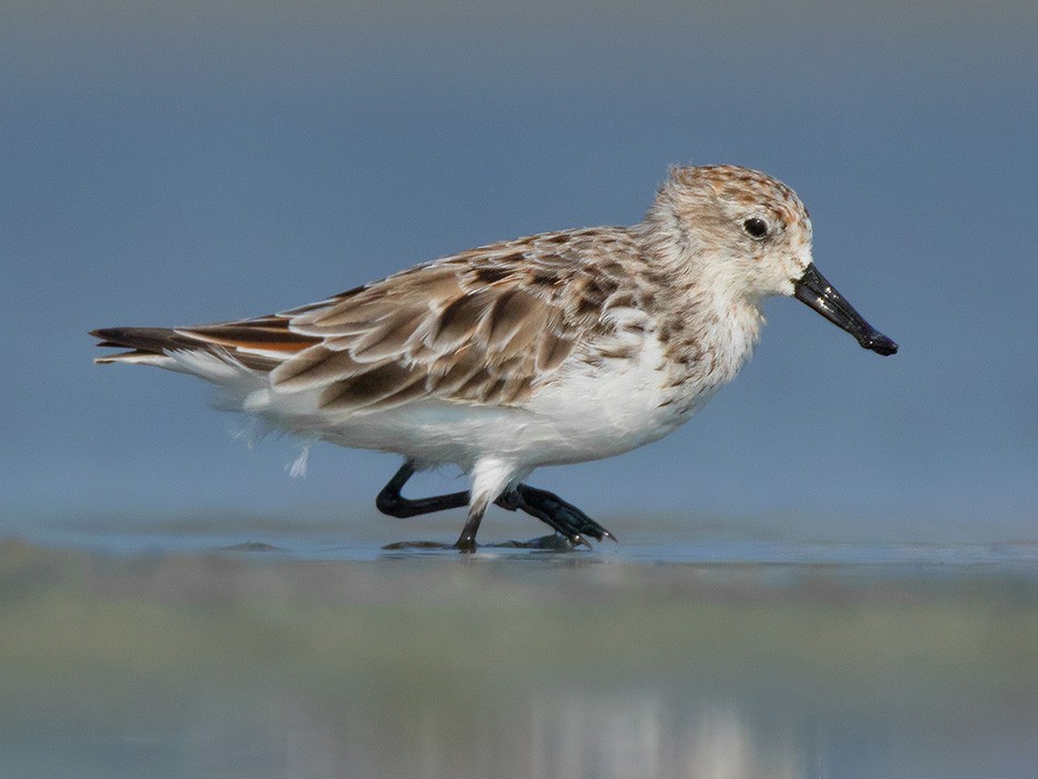 Spoon-billed Sandpiper - eBird
