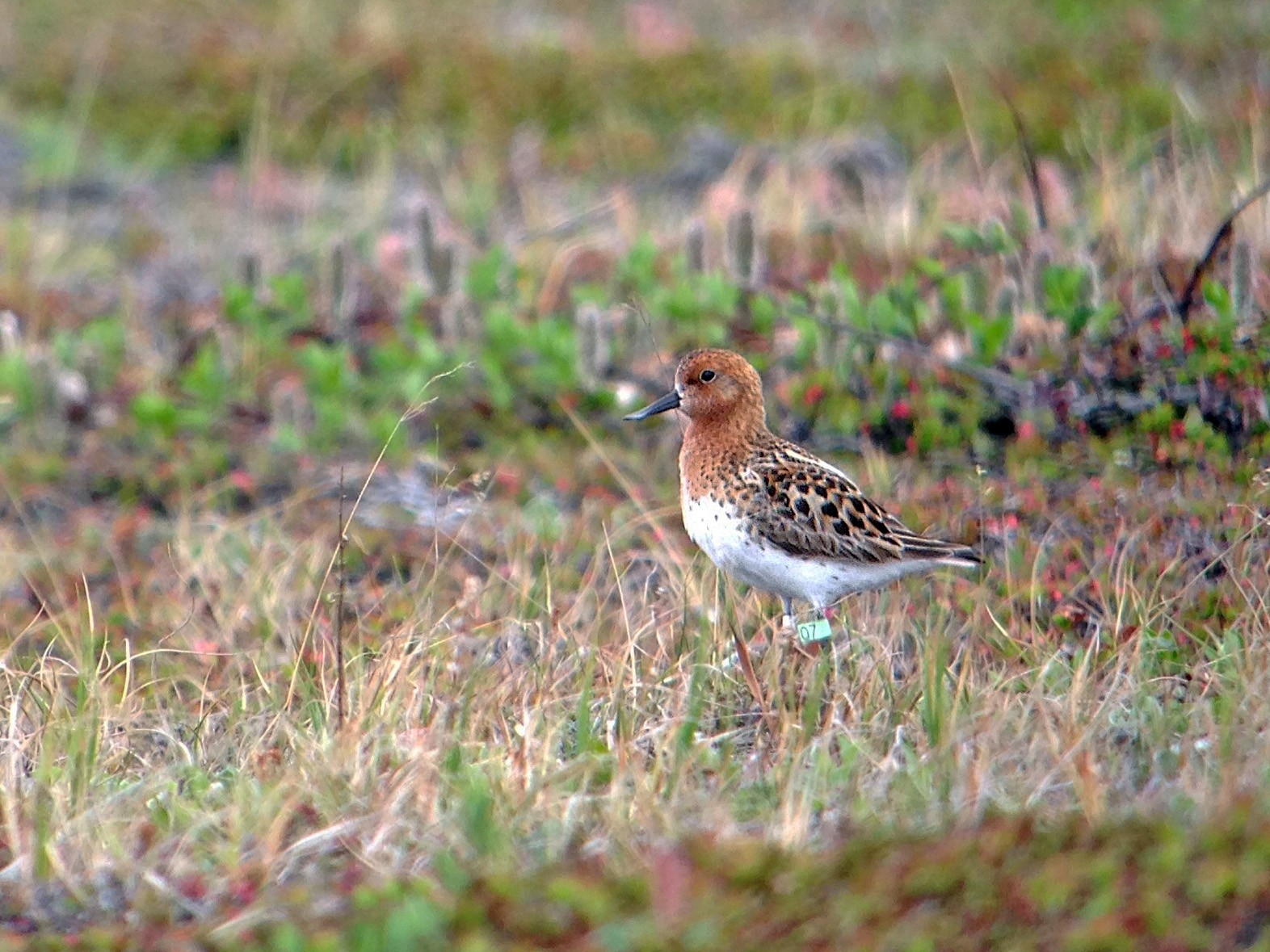 Spoon-billed Sandpiper - eBird