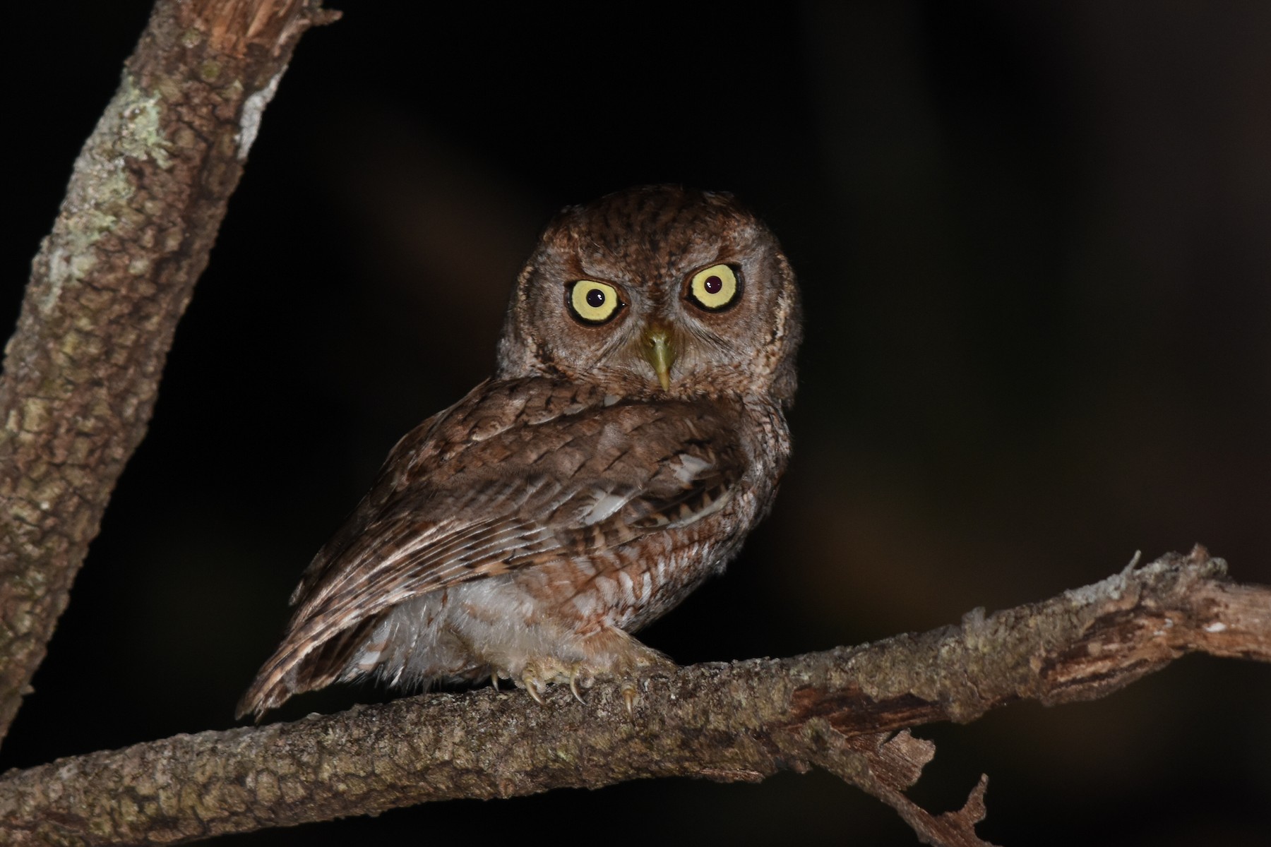 Autillo Yanqui (grupo asio) - eBird