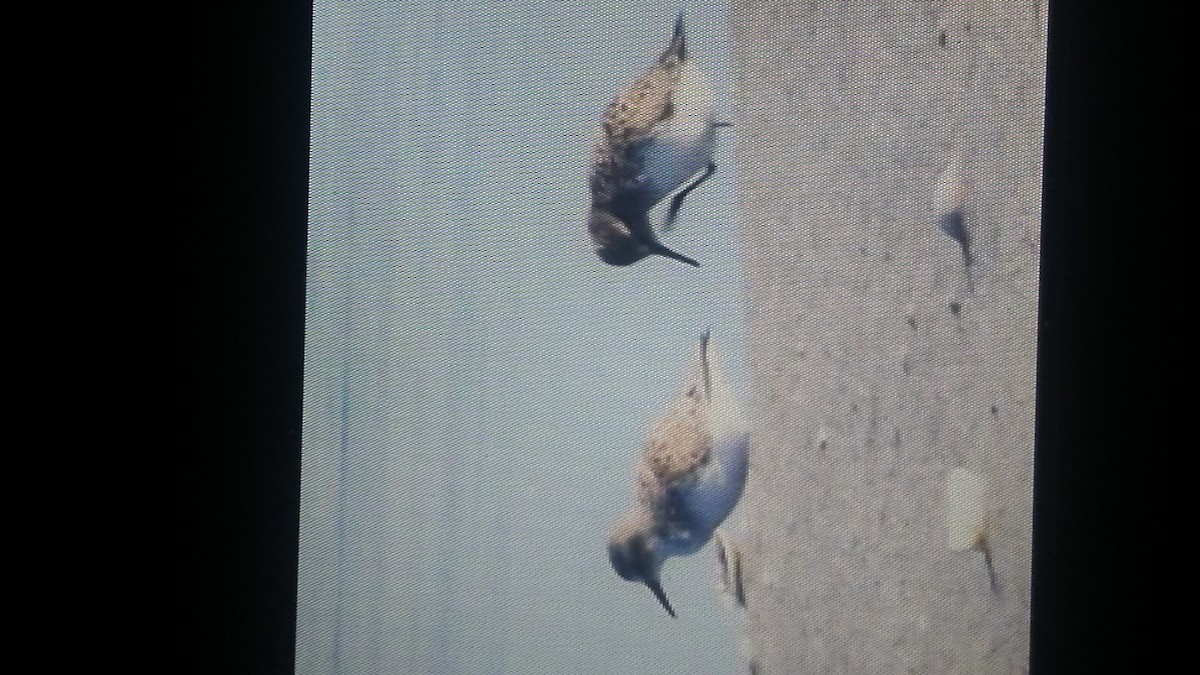 eBird Checklist - 11 May 2019 - Stump Pass Beach SP - 26 species