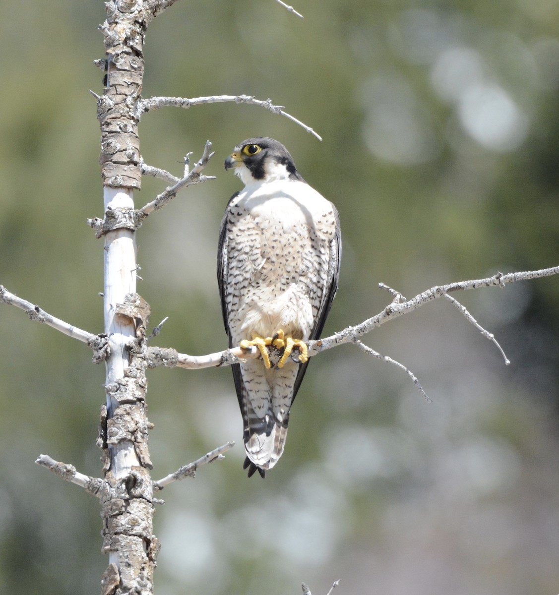eBird Checklist - 12 May 2019 - Little Cottonwood Canyon--Alta Town ...