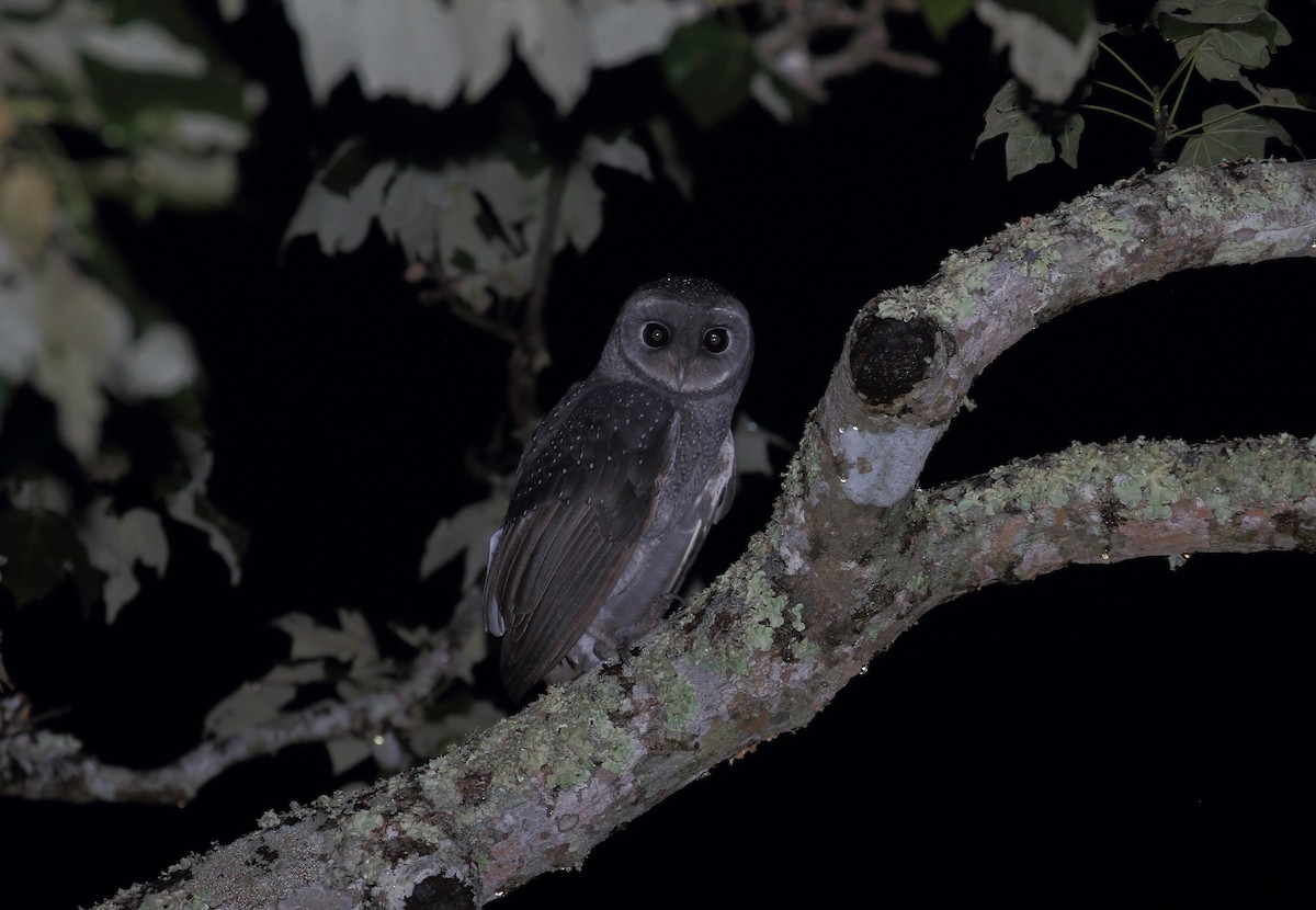 eBird Checklist - 13 May 2019 - AU Western Window - 2 species
