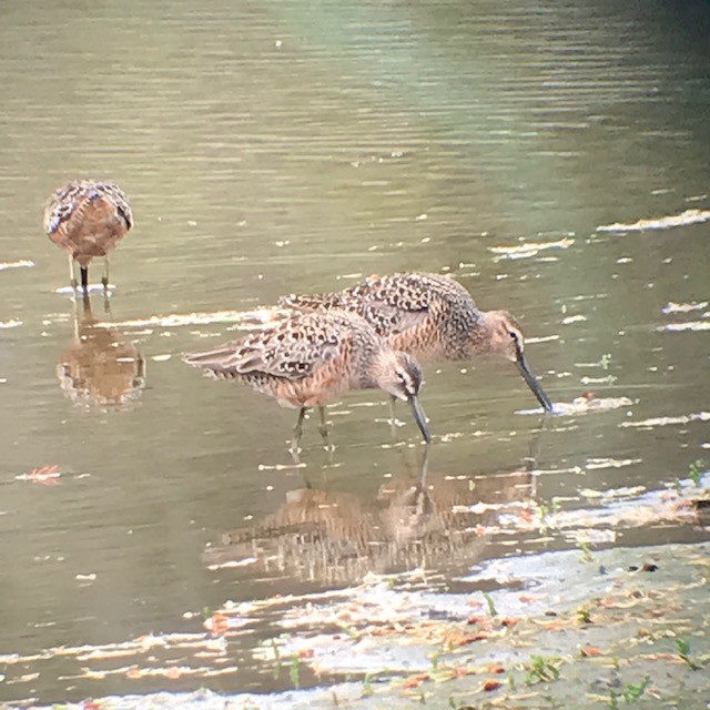eBird Checklist - 13 May 2019 - ts’uḵw’um (Wilson Creek) Estuary - 16 ...