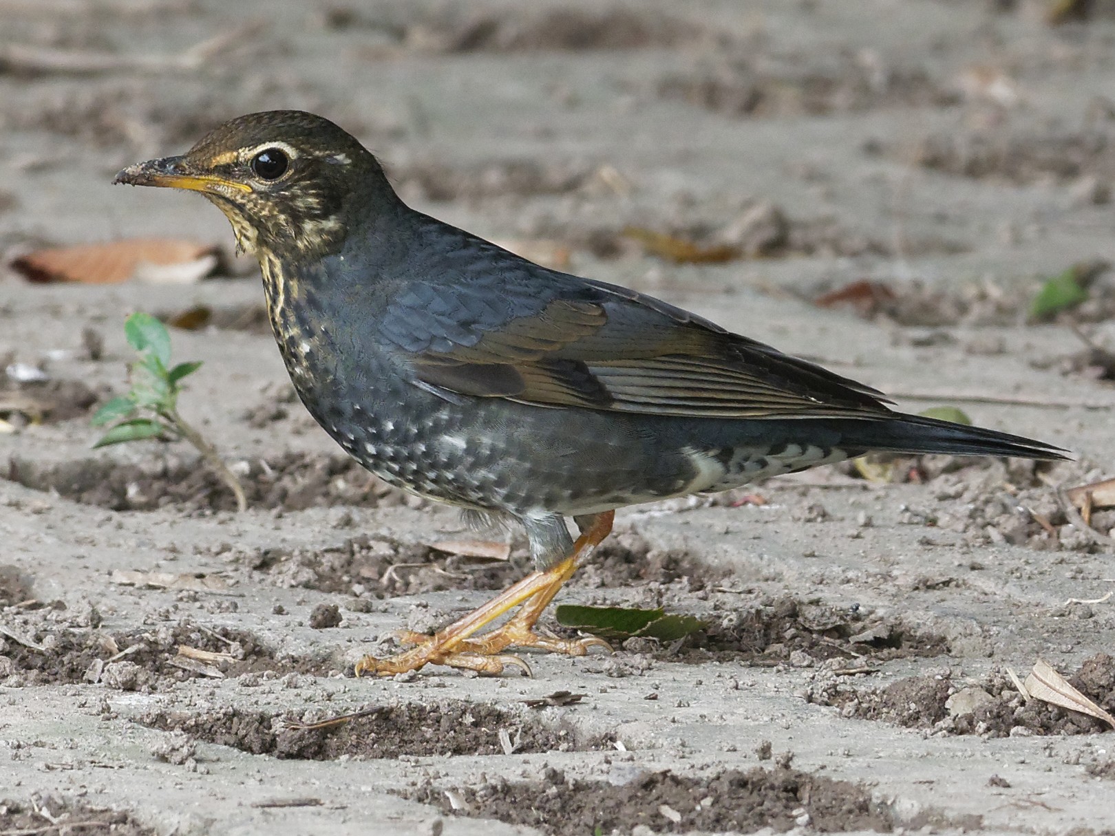 Siberian Thrush - eBird