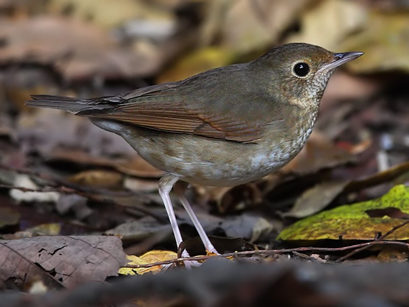 Siberian Blue Robin - eBird